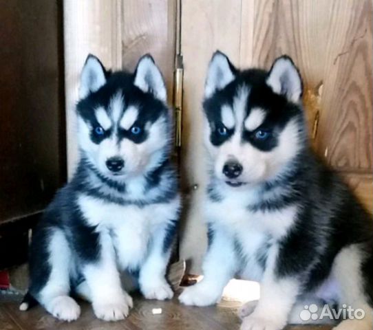 Шикарные хасята