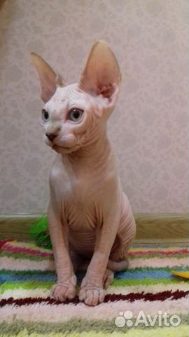 Котята Канадский Сфинкс