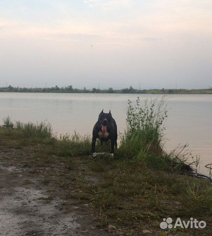 Отдам питбуля