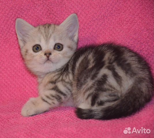 Шотландская кошка