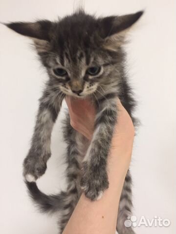 Отдаю это Ушастое чудо в добрые руки