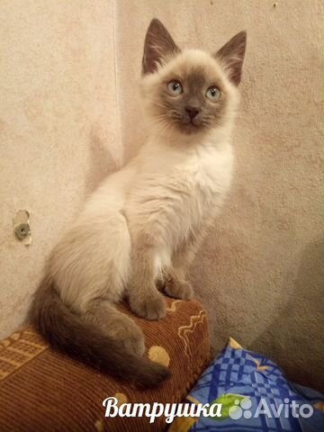 Ватрушка (3,5 мес) ищет дом