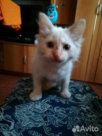 Катенок 3 месяца мальчик