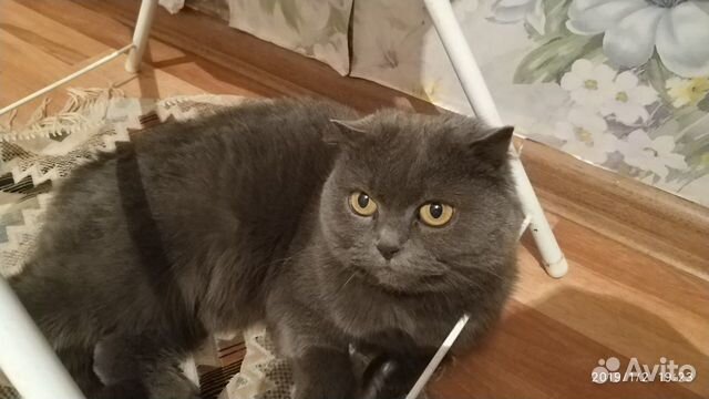 Отдам кошку в добрые руки