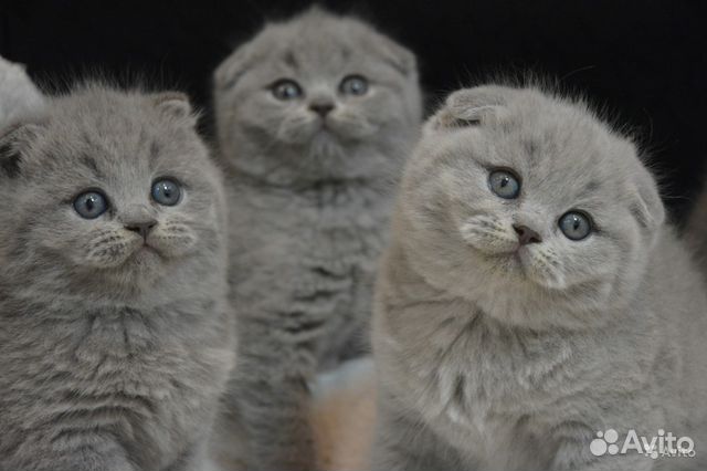 Шотландские котята