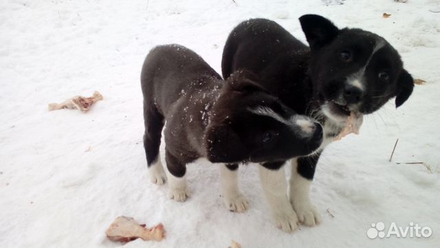 Щенки ищут дом