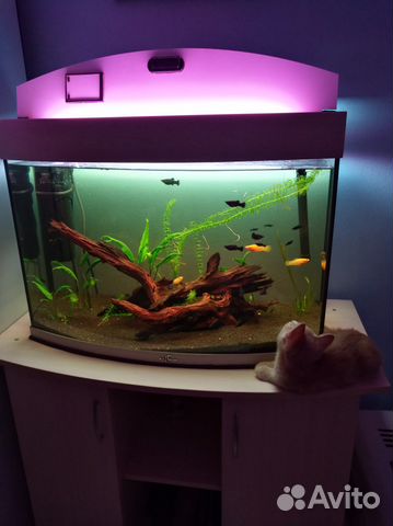 Панорамный аквариум 98 литров