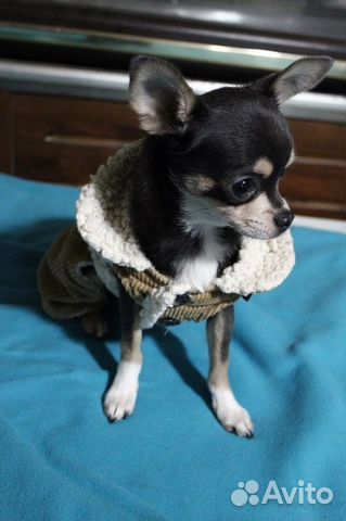 Вязка Чихуахуа