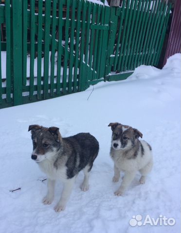 Малыши от небольшой собачки в заботливые руки