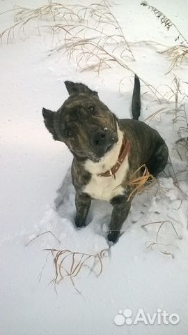 Отдам в добрые руки (бесплатно) Амстаффа (кобель)