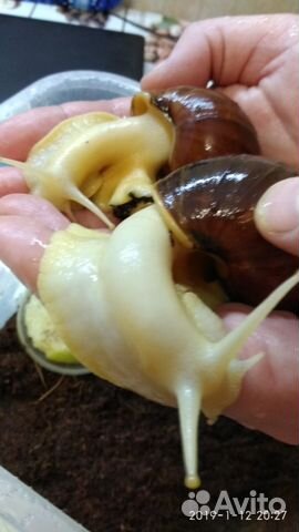 Улитки ахатина альбинободи