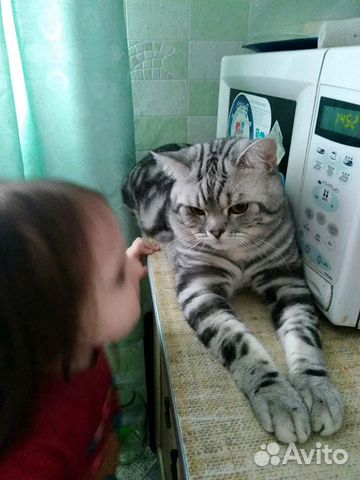 Британский котофей