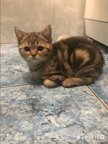 Котёнок шотландцев