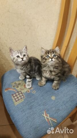Шотландские котята