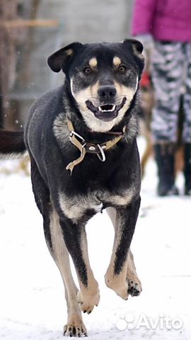 Симба ищет дом