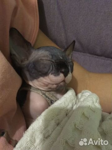 Продам котят канадского сфинкса