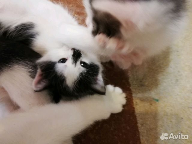 Пушистый котенок Панда