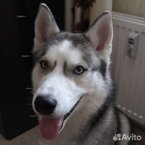 Продам годовалого щенка хаски