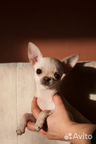 Френк Синатра - мальчик мини Премиу класс