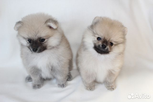 Милые очаровашки шпицули