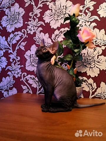 Донской сфинкс