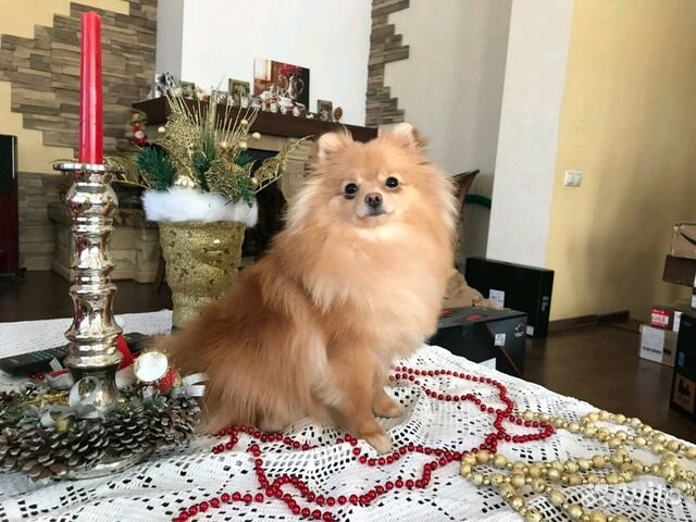 Продается очаровательная девочка померанского шпиц