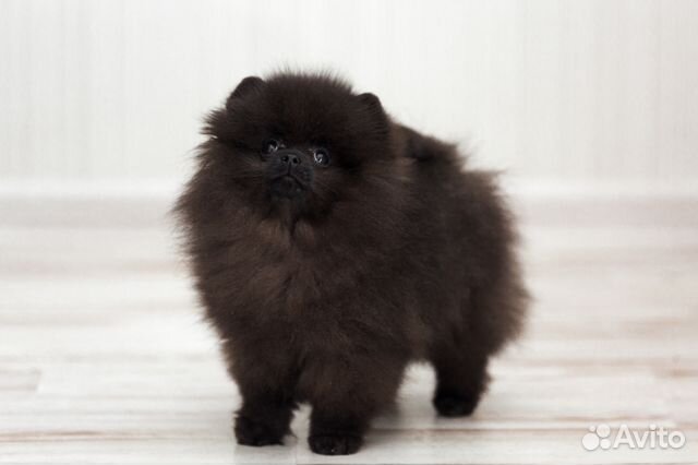 Щенки шпица разные