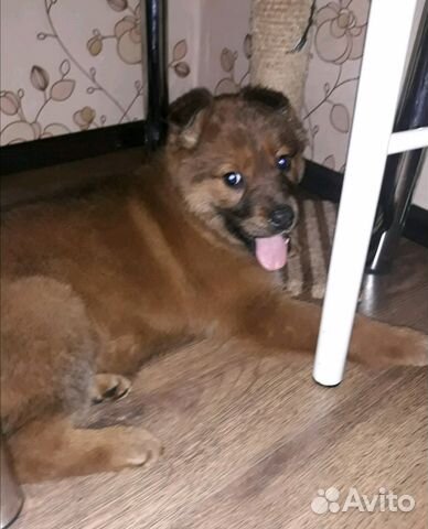 Отдам щенка в добрые руки