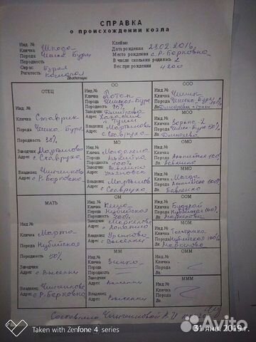 Племенные козлики