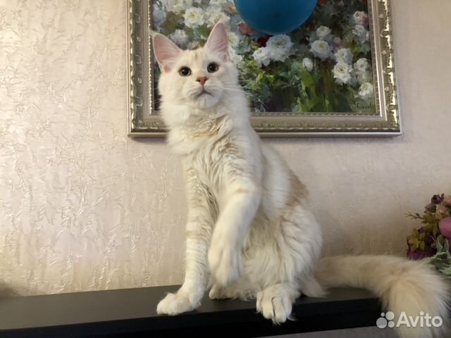 Мейнкун котята