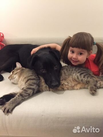 Собака в добрые руки