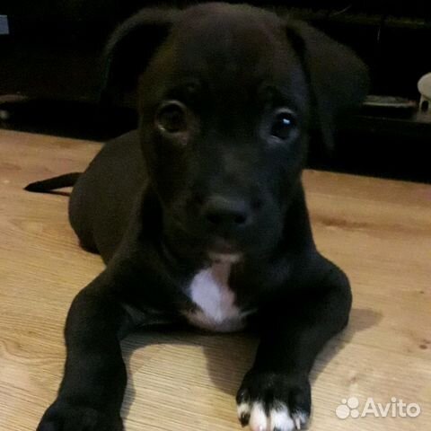 Щенок стаффорда