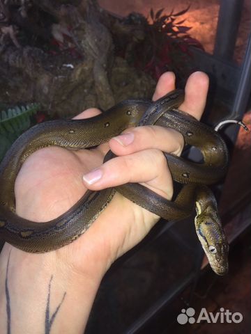 Сетчатые питоны интересных морф