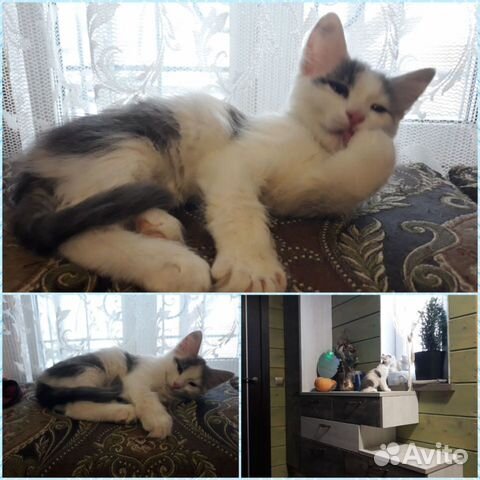 Котятки в добрые руки