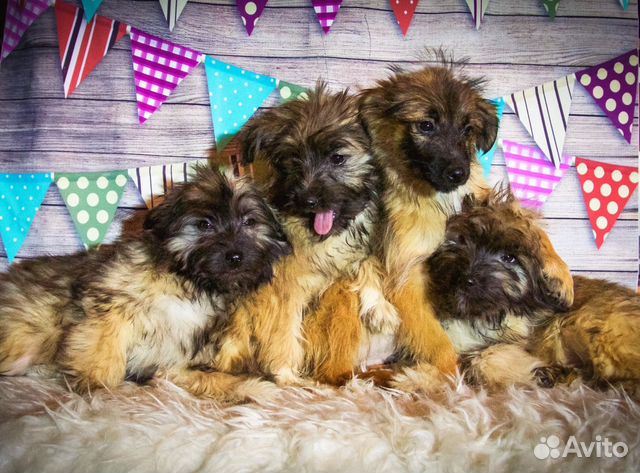 Пиренейская овчарка