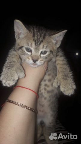 Котята Пиксибоб
