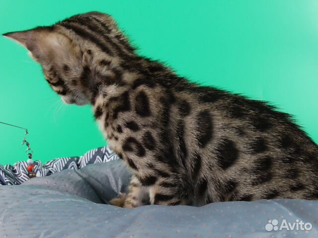 Бенгальские золотые котята