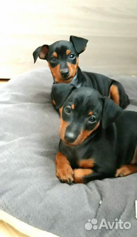 Щеночки цвергпинчера (минидоберман)