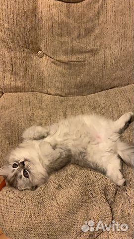 Британский котенок