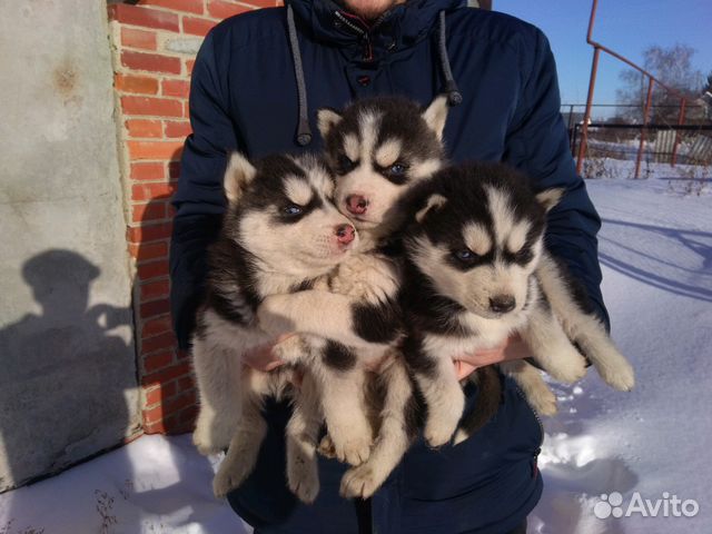 Сибирский хаски