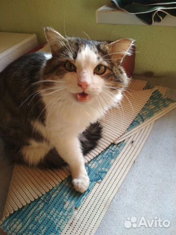 Отдам кота