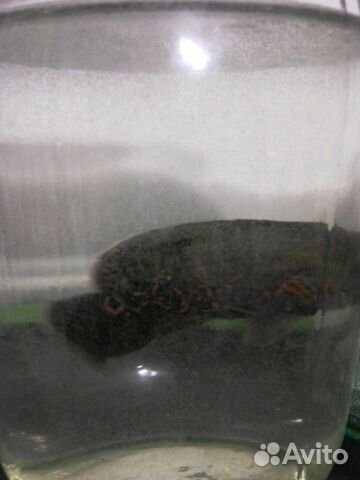 Отдам астронотус, 7-8см