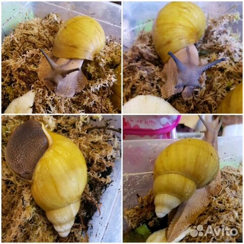 Африканские улитки. Архахатина sp.Cross River (ict