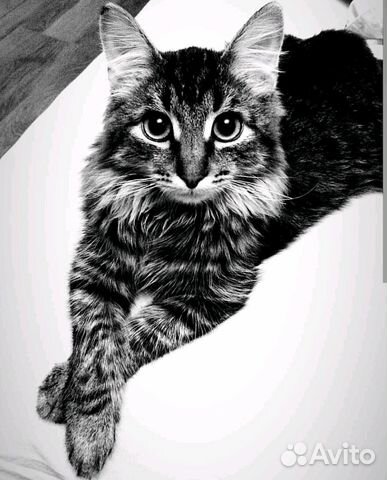 Котёнок Локи