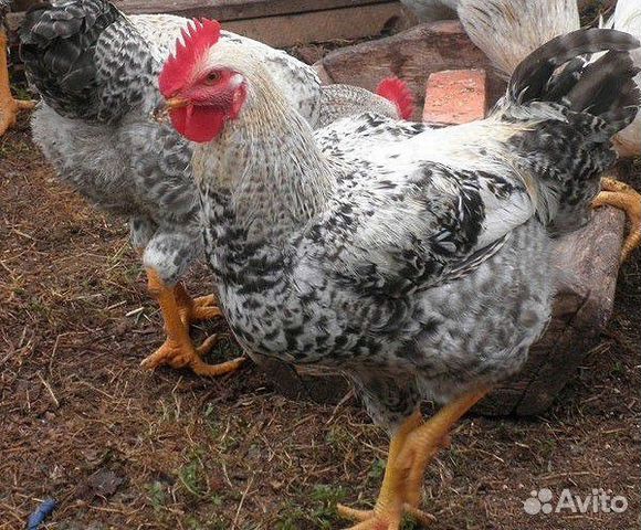 Мастер грей,голошейка, ред бро, фокси чик от 2 сут