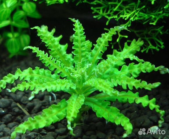 Погостемон Хелфери