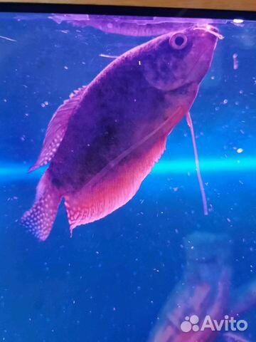 Гурами 2шт самцы