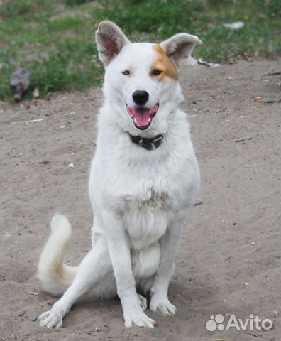 Ласкушка- веселушка Белочка