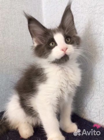 Котики - мейнкунчики