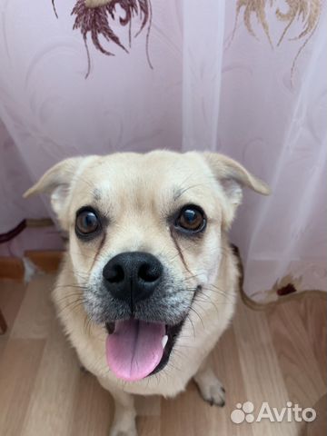 Отдам собаку в добрые и ответственные руки